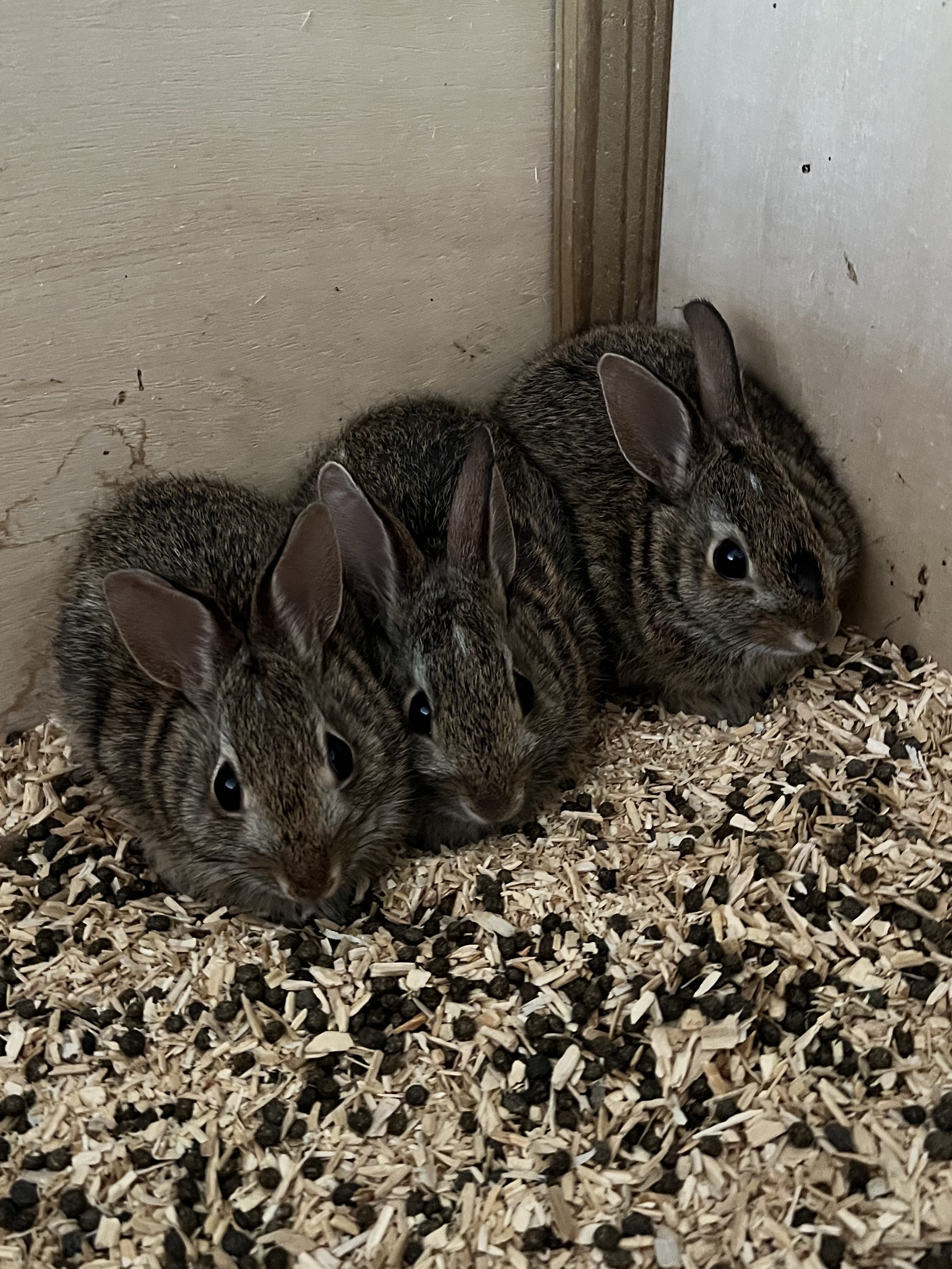 Meet the Crew! – Five Rings Farm